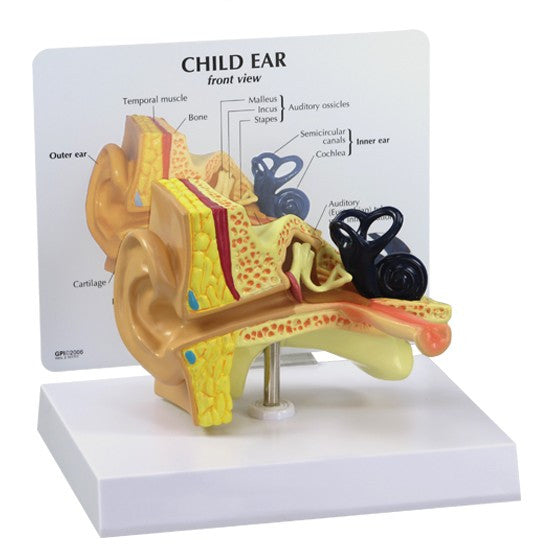 Child Ear Model 2300 | Enlarged Paediatric Anatomy Model Ear – AnatomyStuff