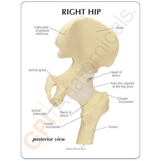 Anatomical Hip Model 1260 | Hip Anatomy | GPI Anatomicals – AnatomyStuff