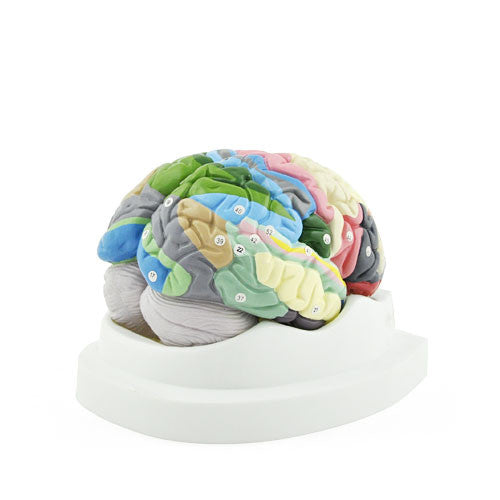 Numbered Coloured Brain Model (2 part) | Brain Model with Brodmann ...