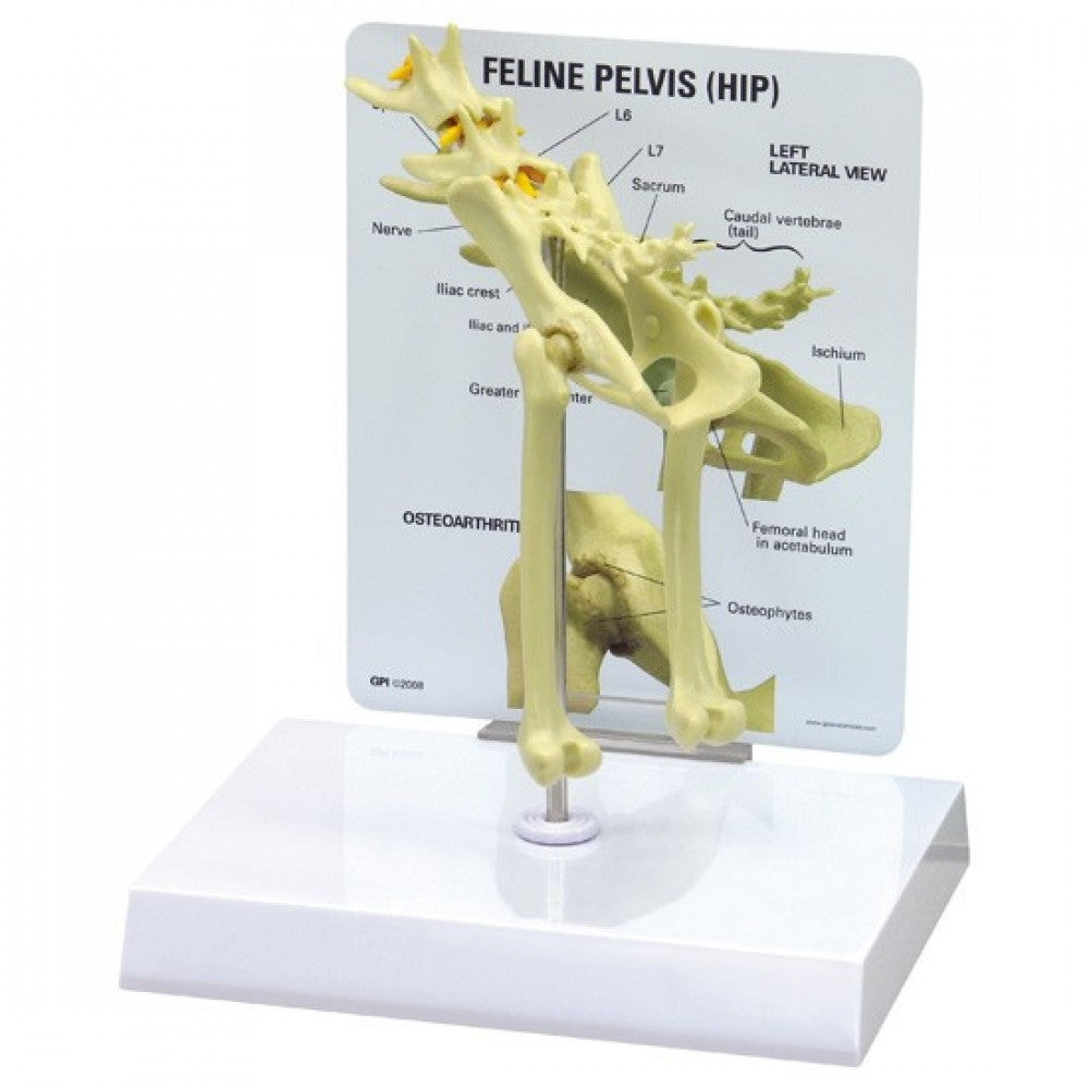Feline Anatomy & Pathology Collection | Cat Skeleton Models Chart ...