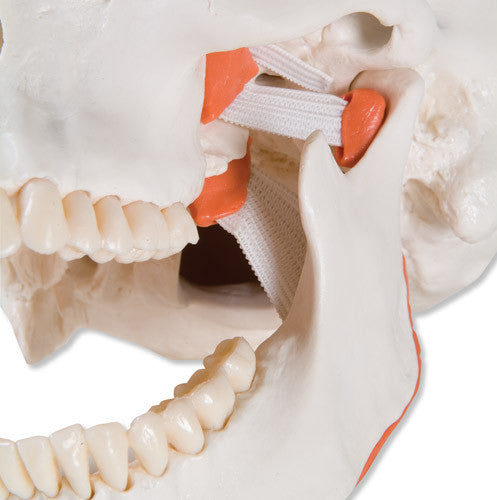 TMJ Skull Model with Muscles 1020169 A24 | Temporal Mandibular Joint ...