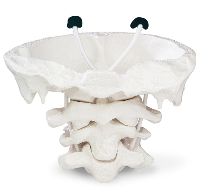 Giant Atlas / Axis Model 4083 | Atlas Anatomy | Anatomical Axis ...