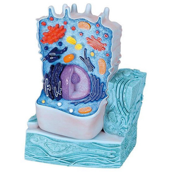 Animal Cell Model R04 / 1000523 | Magnified Cell | Science Classes ...