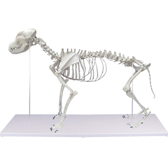 Veterinary Anatomy Models | Canine, Feline, Farm Animal & Equine ...