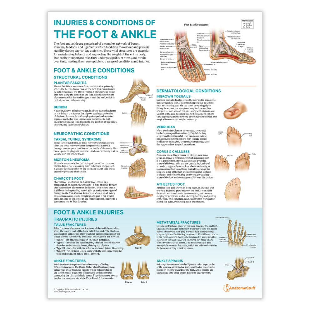 Foot & Ankle Anatomy & Pathology Collection | Lower Limb Plantar ...