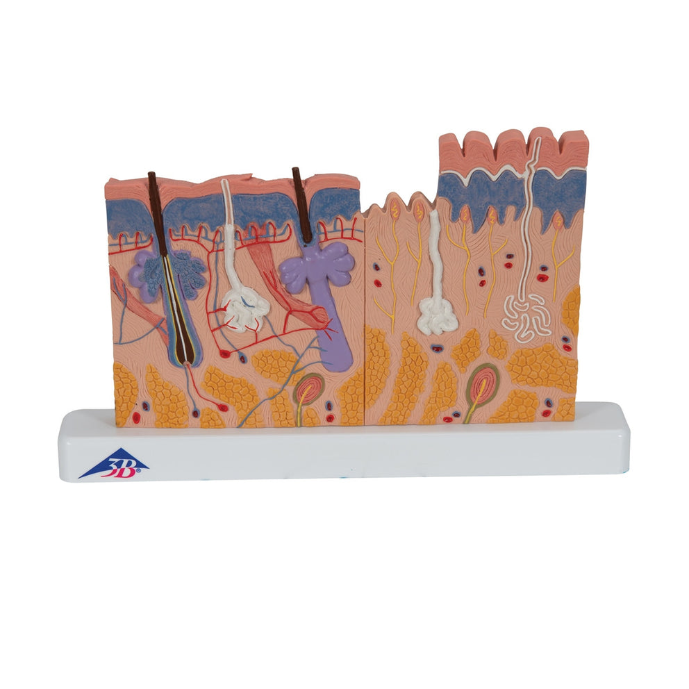 Skin Section Model J11 / 1000290 | Skin Block Anatomy | 3B Scientific ...