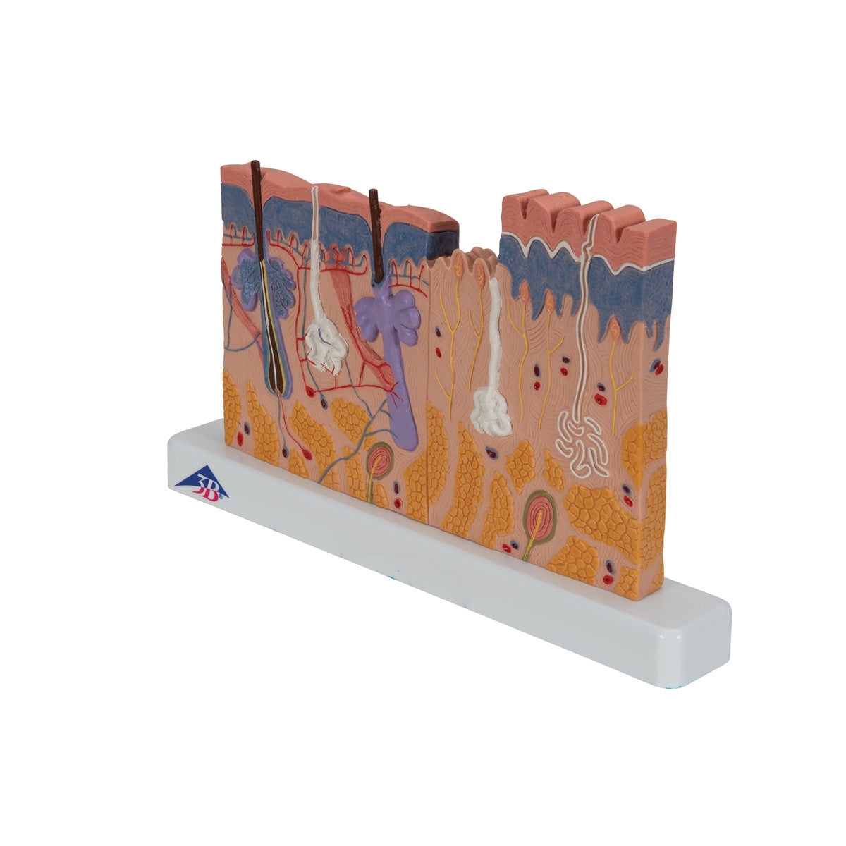 Skin Section Model J11 / 1000290 | Skin Block Anatomy | 3B Scientific ...