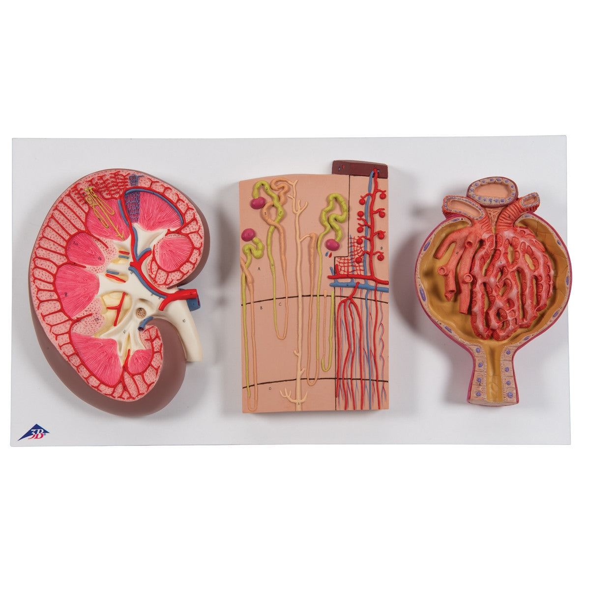 Kidney Section Model with Nephrons, Blood Vessels & Renal Corpuscle K11 ...