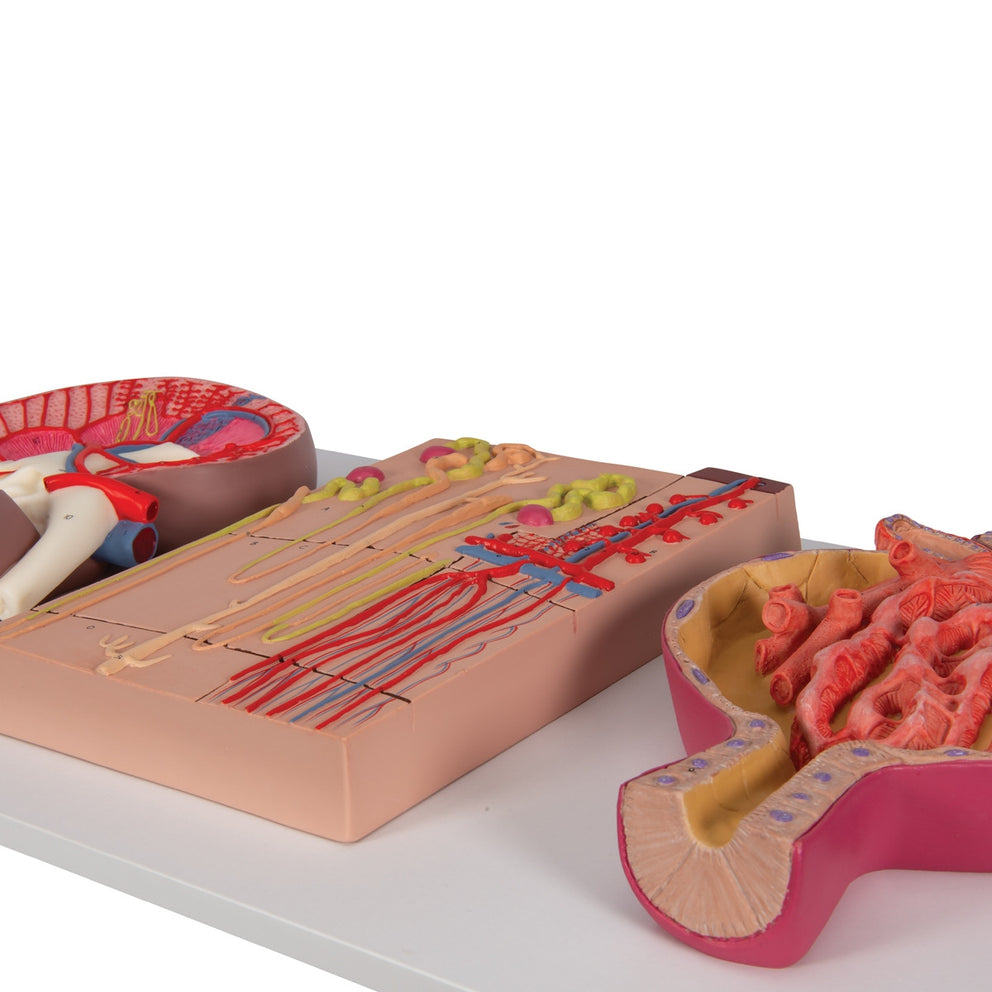 Kidney Section Model with Nephrons, Blood Vessels & Renal Corpuscle K11 ...