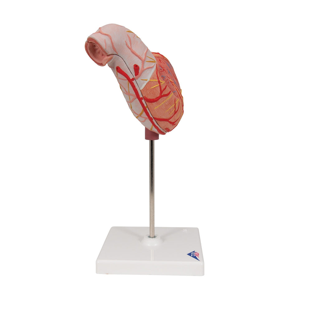 Stomach Model K15 / 1000302 | Stomach Anatomical Replica | 3B ...