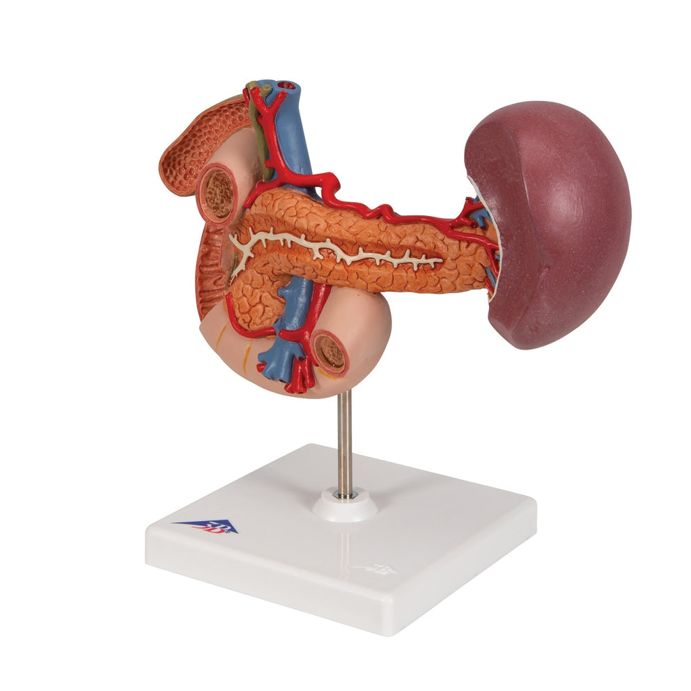 Rear Organs of the Upper Abdomen Model K22/2 / 1000309 | Digestive ...