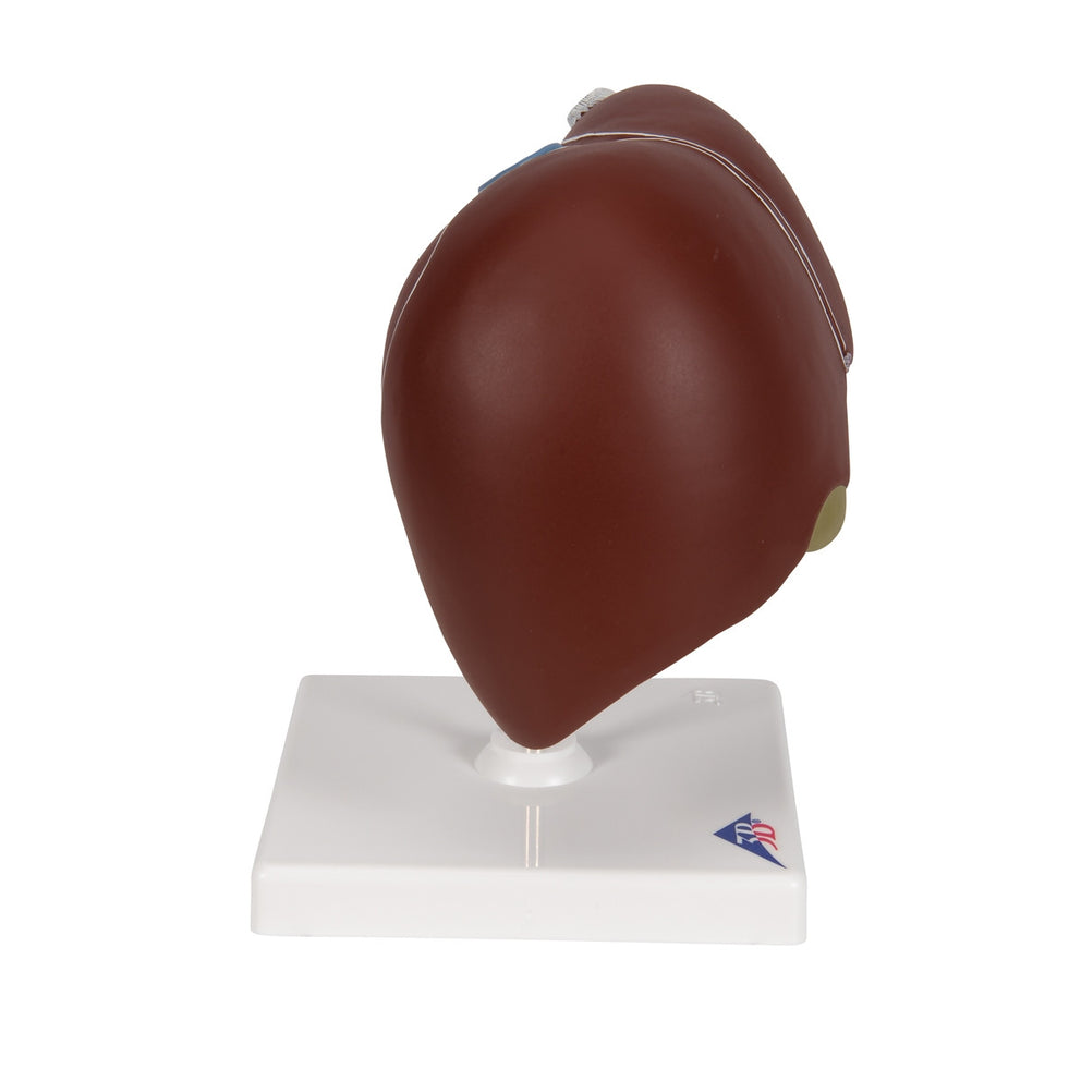 Liver with Gall Bladder Anatomy Model K25 / 1014209 | Anatomical Liver ...