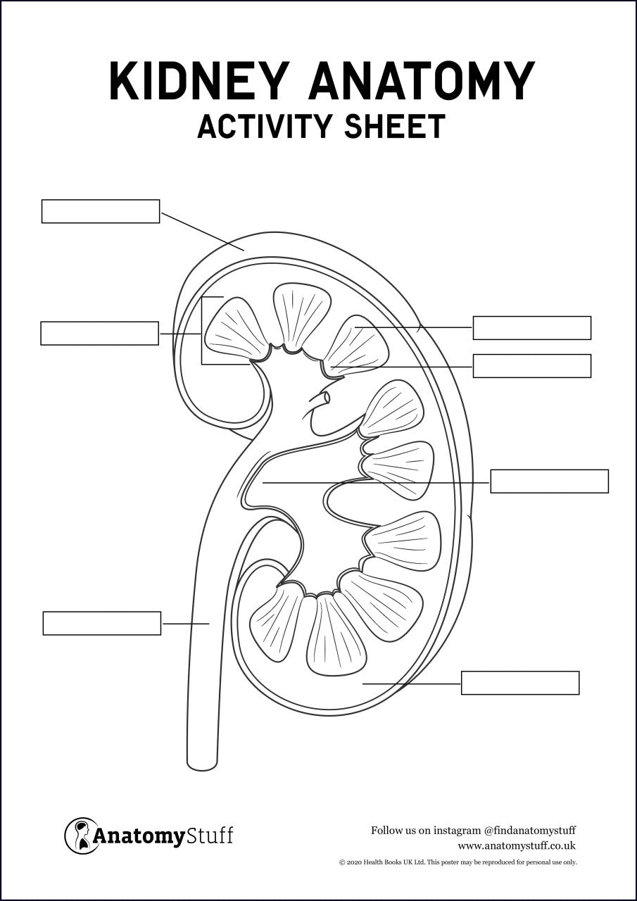 Kidney Anatomy Activity Sheet PDF – AnatomyStuff