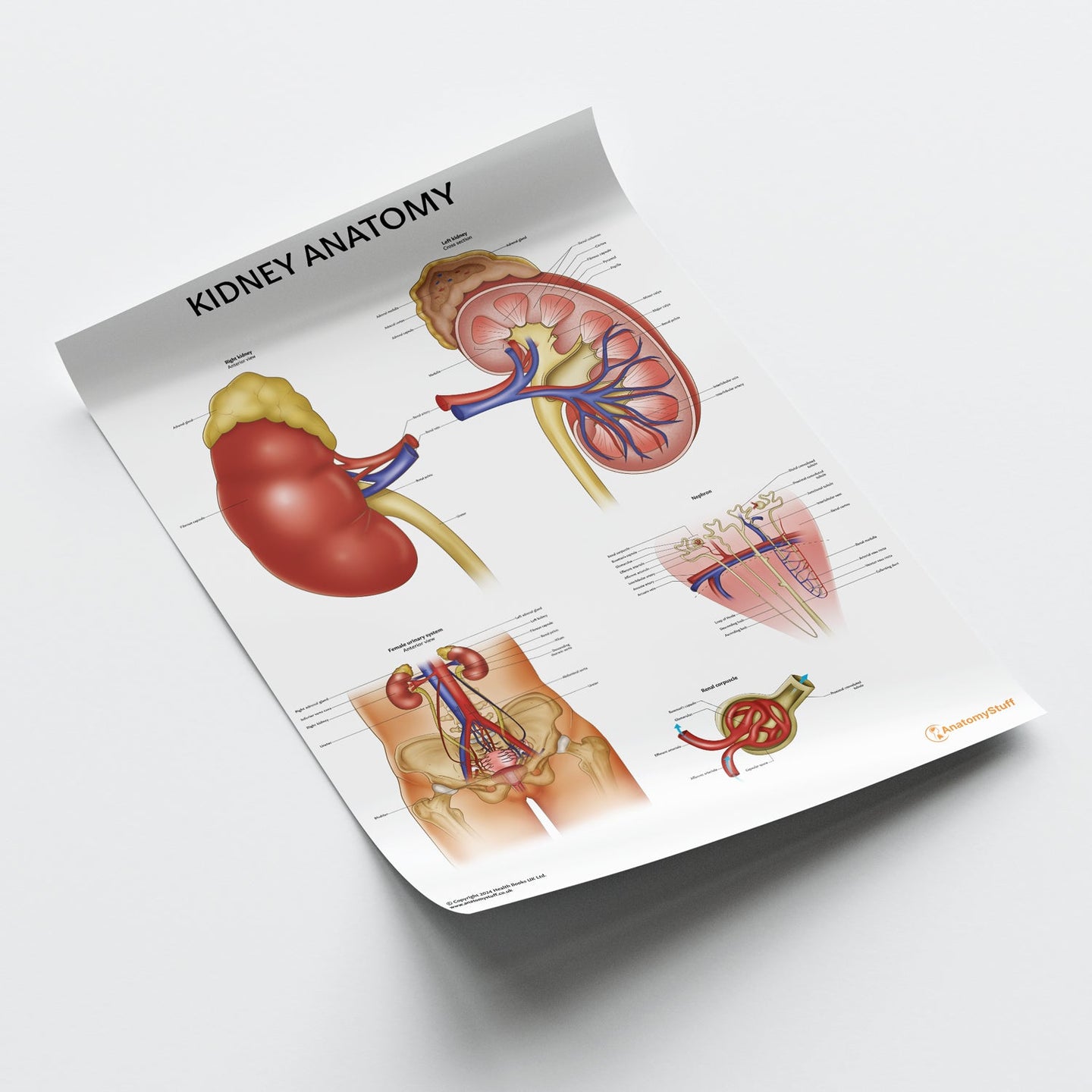 Kidney Anatomy Poster | Urology Nephron Chart – AnatomyStuff