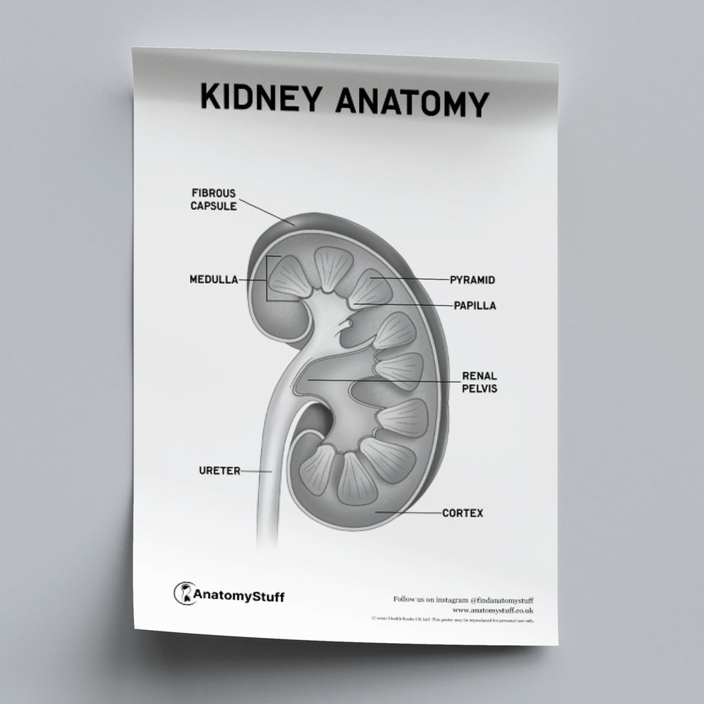 Kidney Anatomy Poster PDF | Digital Download – AnatomyStuff
