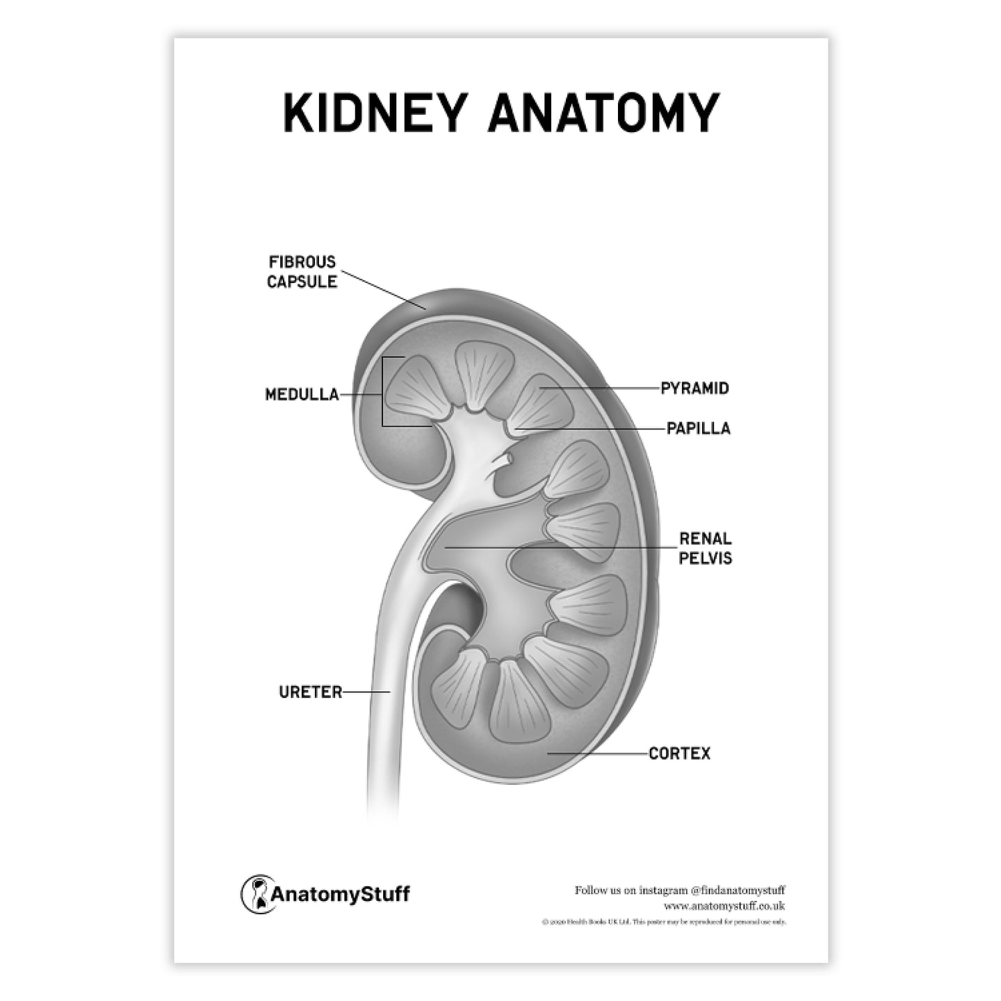 Kidney Anatomy Poster PDF | Digital Download – AnatomyStuff