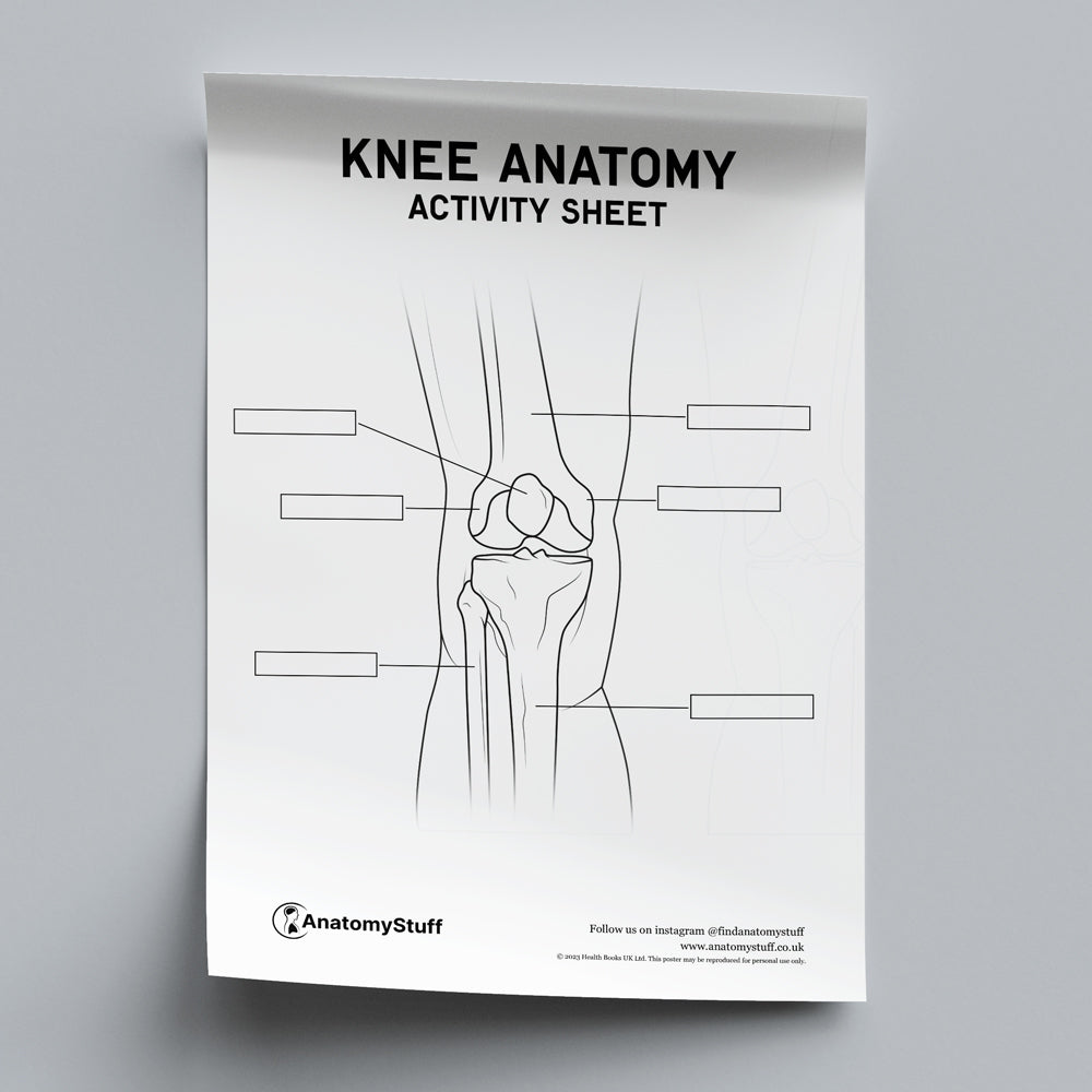 Knee Anatomy Activity Sheet PDF | AnatomyStuff