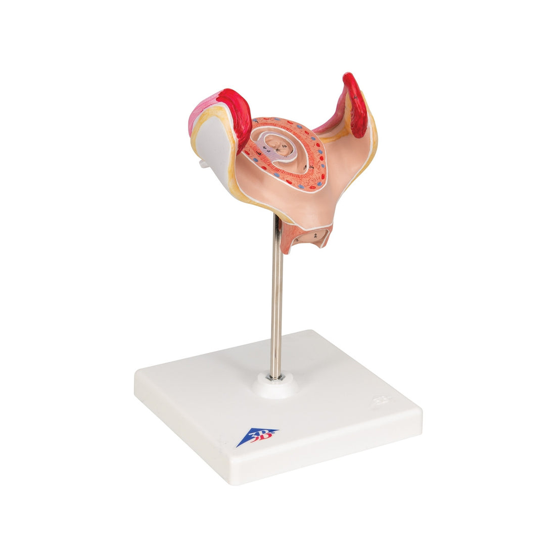 1st Month Embryo Model L10/1 / 1000322 | 4 Week Uterus and Foetus Model ...
