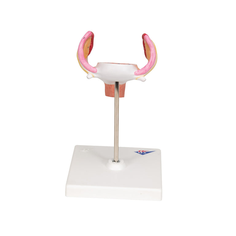 1st Month Embryo Model L10/1 / 1000322 | 4 Week Uterus and Foetus Model ...