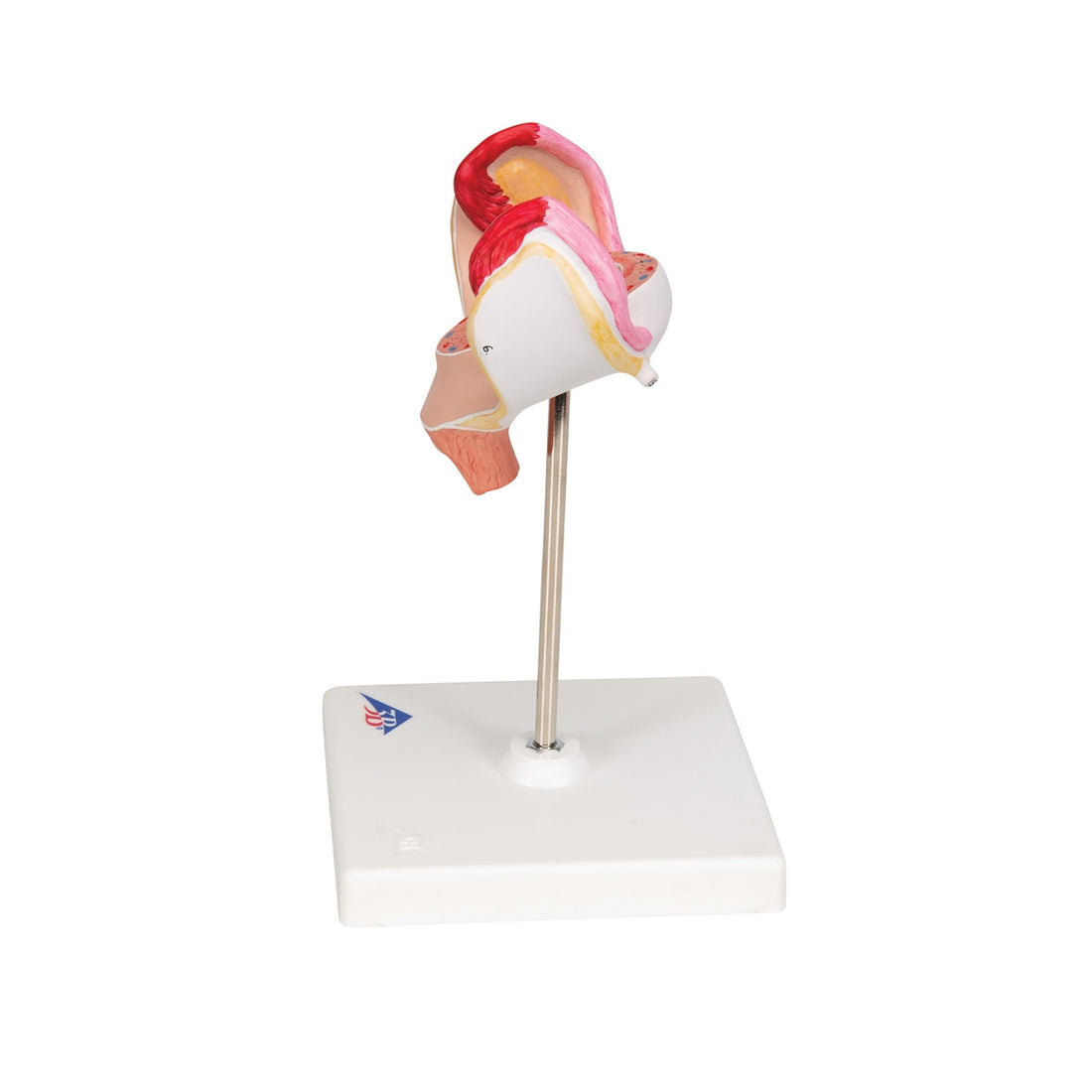 1st Month Embryo Model L10/1 / 1000322 | 4 Week Uterus and Foetus Model ...