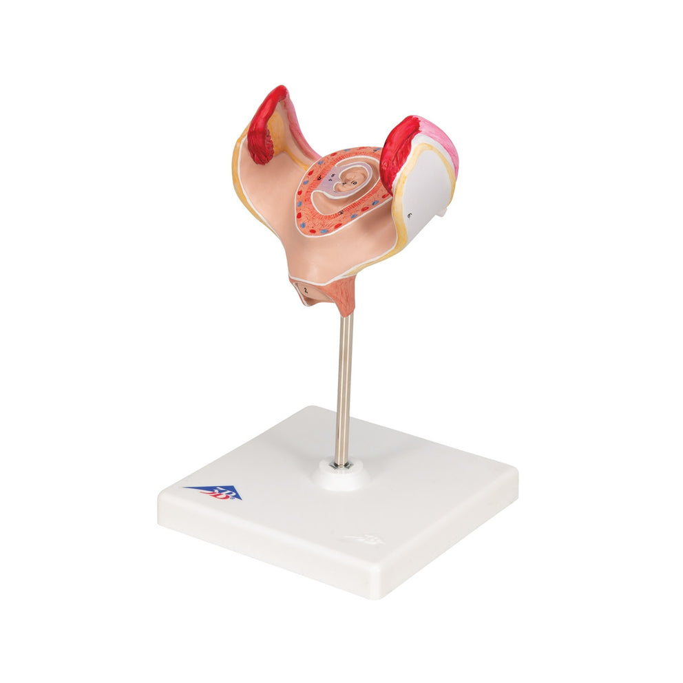 1st Month Embryo Model L10/1 / 1000322 | 4 Week Uterus and Foetus Model ...