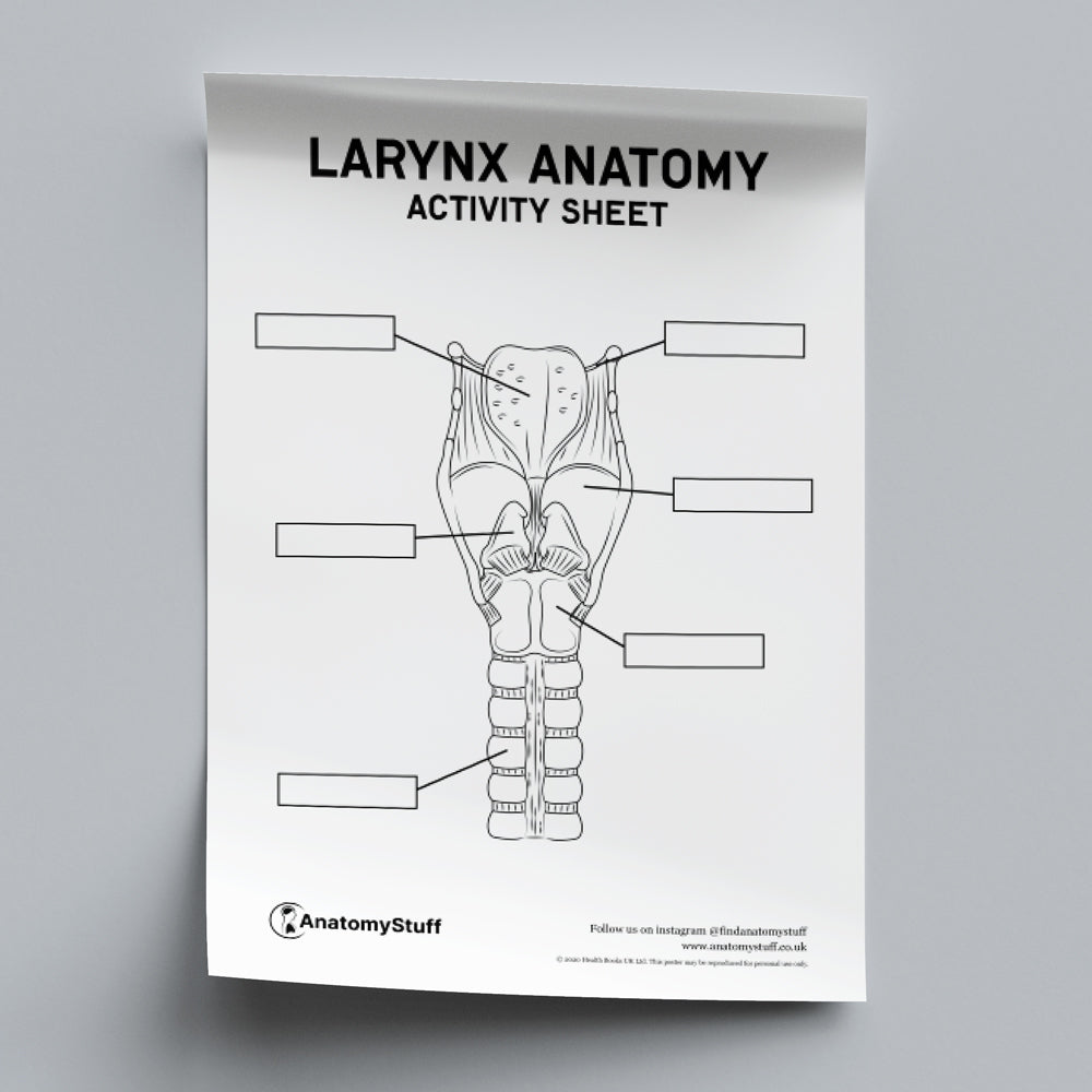 Larynx Anatomy Activity Sheet PDF | AnatomyStuff