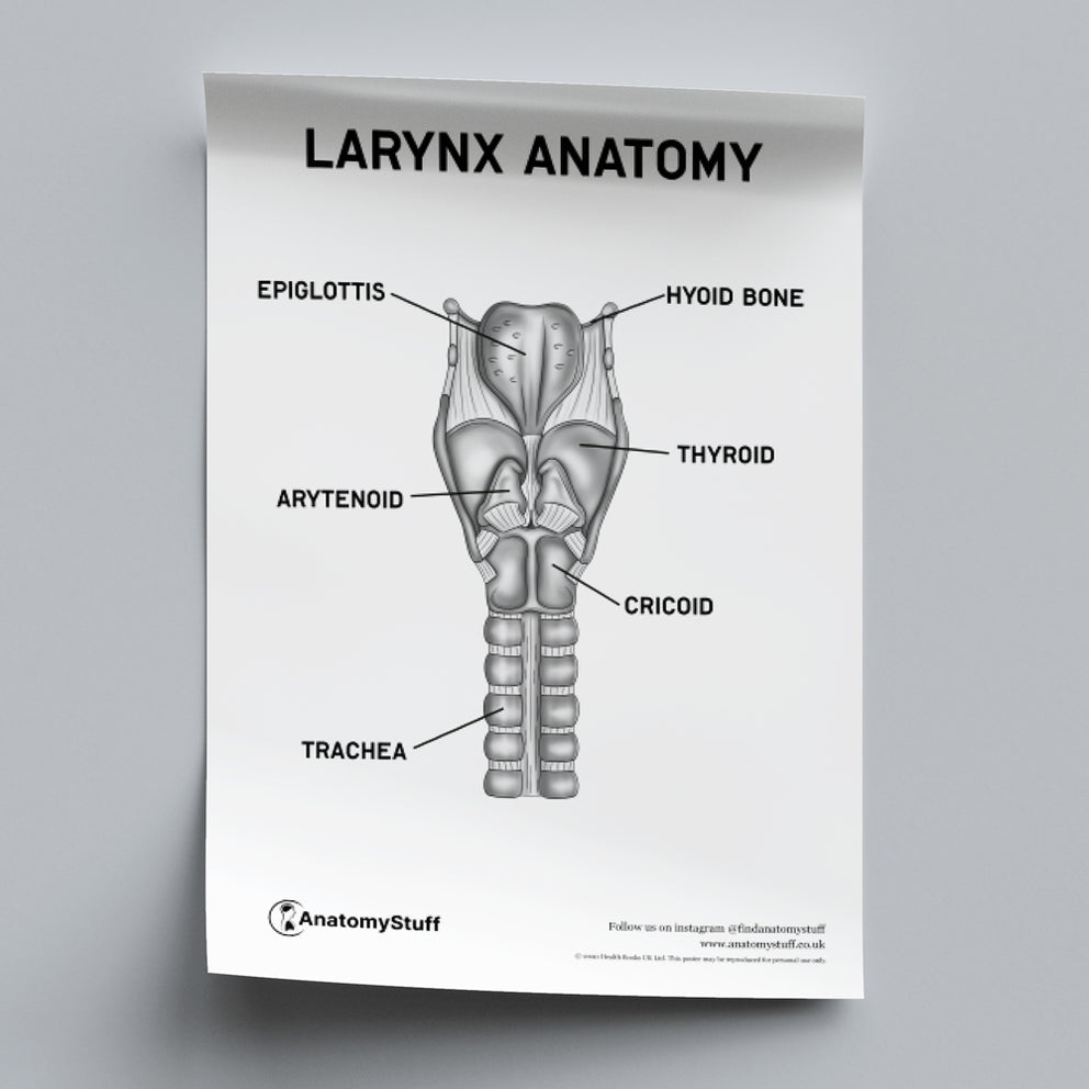 Larynx Anatomy Poster PDF | Digital Download – AnatomyStuff