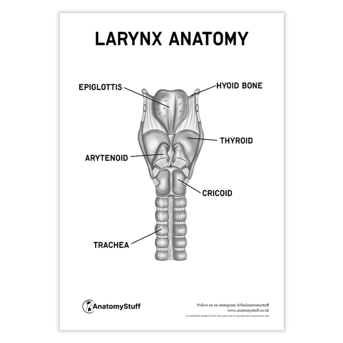 Larynx Anatomy Poster PDF | Digital Download – AnatomyStuff