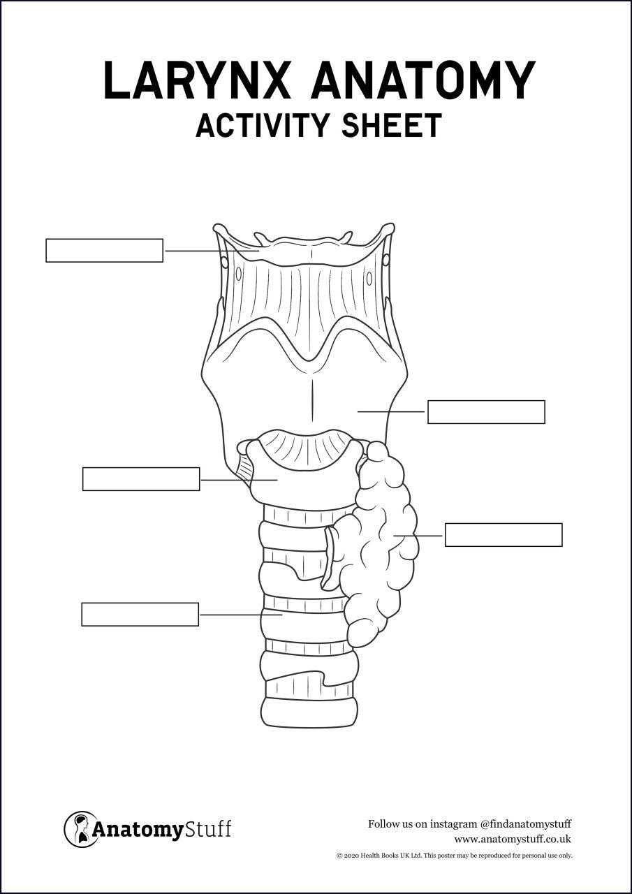 Throat Anatomy Activity Sheet PDF – AnatomyStuff Staging