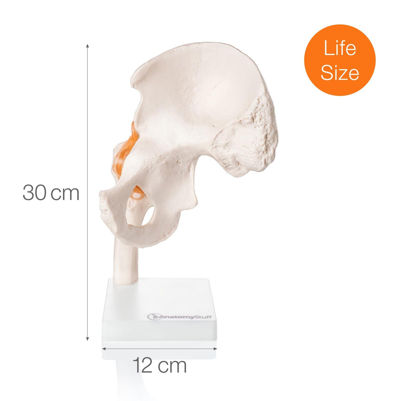 Budget Flexible Hip Model with Ligaments | Hip Anatomy – AnatomyStuff