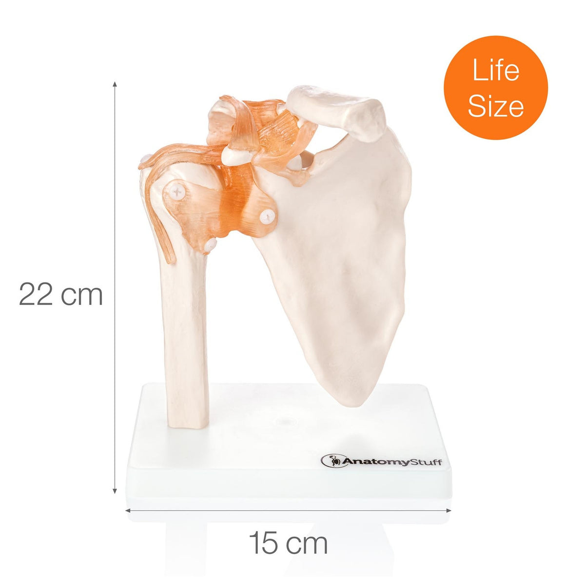 Budget Flexible Shoulder Model with Ligaments XC-109 | AnatomyStuff.co.uk