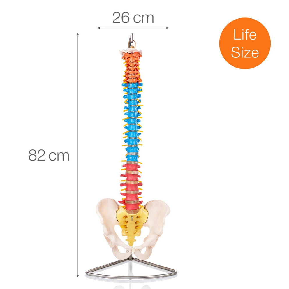 Budget Didactic Spine Model with Pelvis | Colour-Coded Teaching Spinal ...