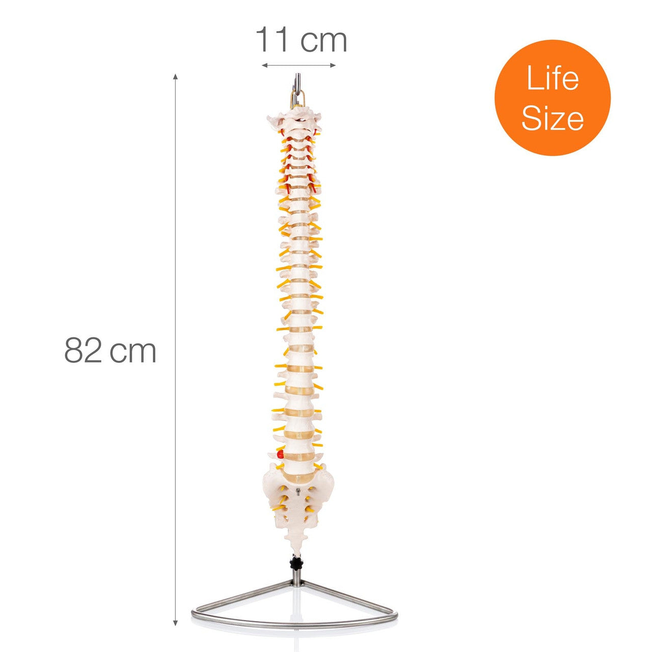 Budget Flexible Spine Model XC-107 | AnatomyStuff.co.uk | Plastic Spine