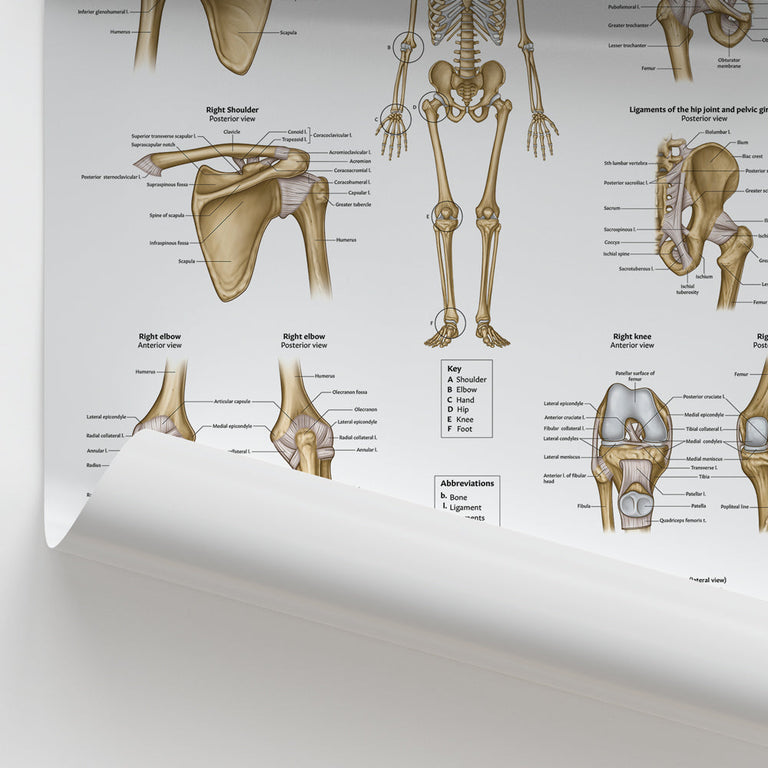 Ligaments of the Joints Chart | Ligament Poster Anatomical Chart ...