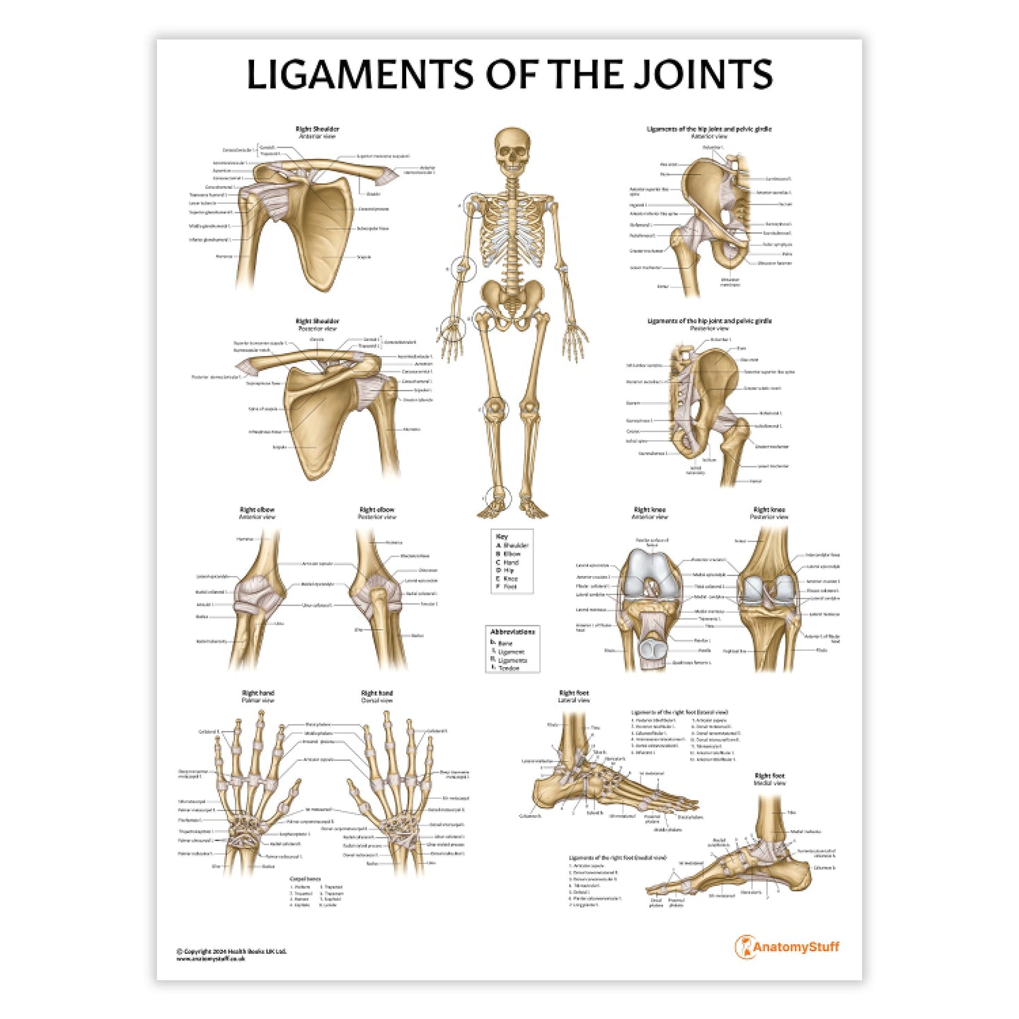 Ligaments of the Joints Chart | Ligament Poster Anatomical Chart ...