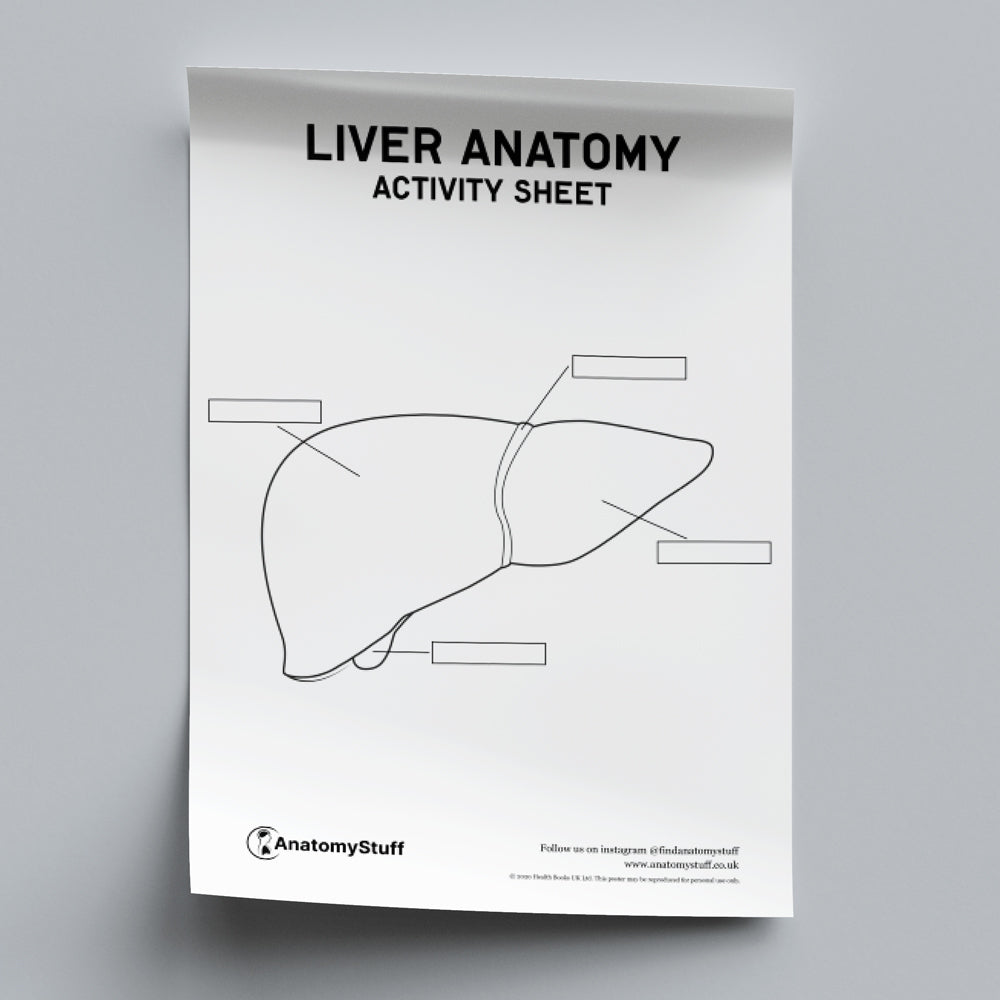 Liver Anatomy Activity Sheet PDF | AnatomyStuff