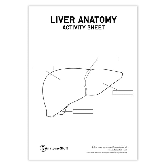 Liver Anatomy Activity Sheet PDF | AnatomyStuff