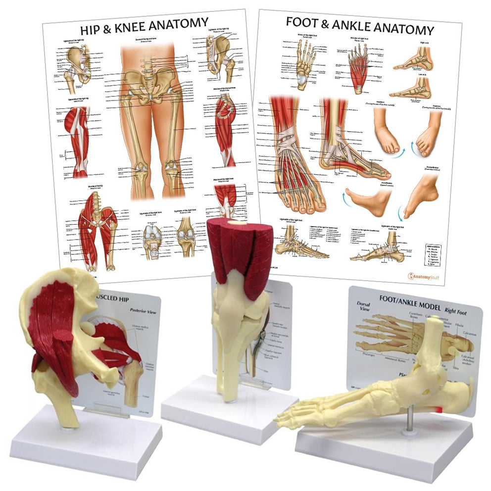 Lower Limb Patient Education Collection | Hip Knee Foot Ankle Charts ...