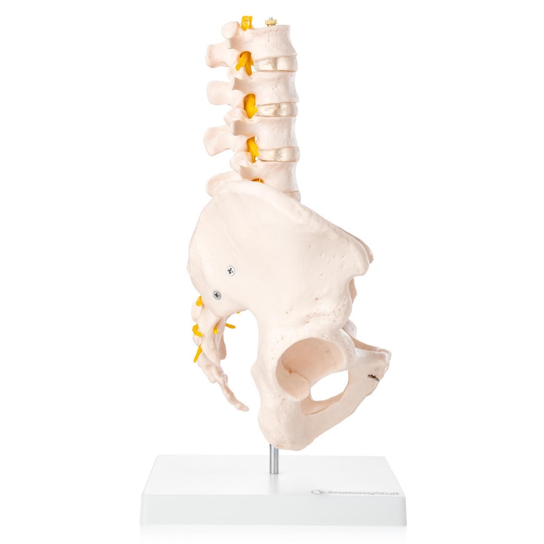 Lumbar Spine Models and Anatomy Posters – AnatomyStuff