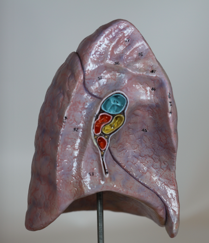 Lungs Model | Lungs Anatomical Model – AnatomyStuff