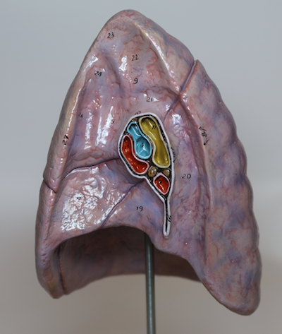 Lungs Model | Lungs Anatomical Model – AnatomyStuff