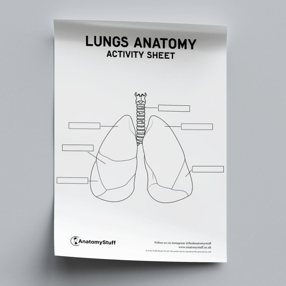 Free Lung Anatomy Activity Sheet PDF | Medical Student Revision ...