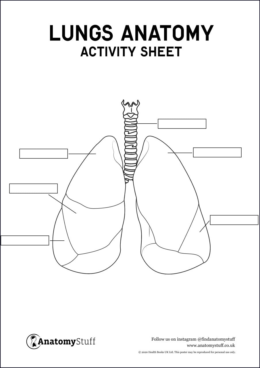 Lung Anatomy Activity Sheet PDF – AnatomyStuff Staging