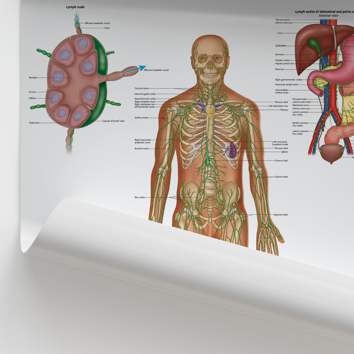 Lymphatic System Anatomy Chart / Poster | AnatomyStuff