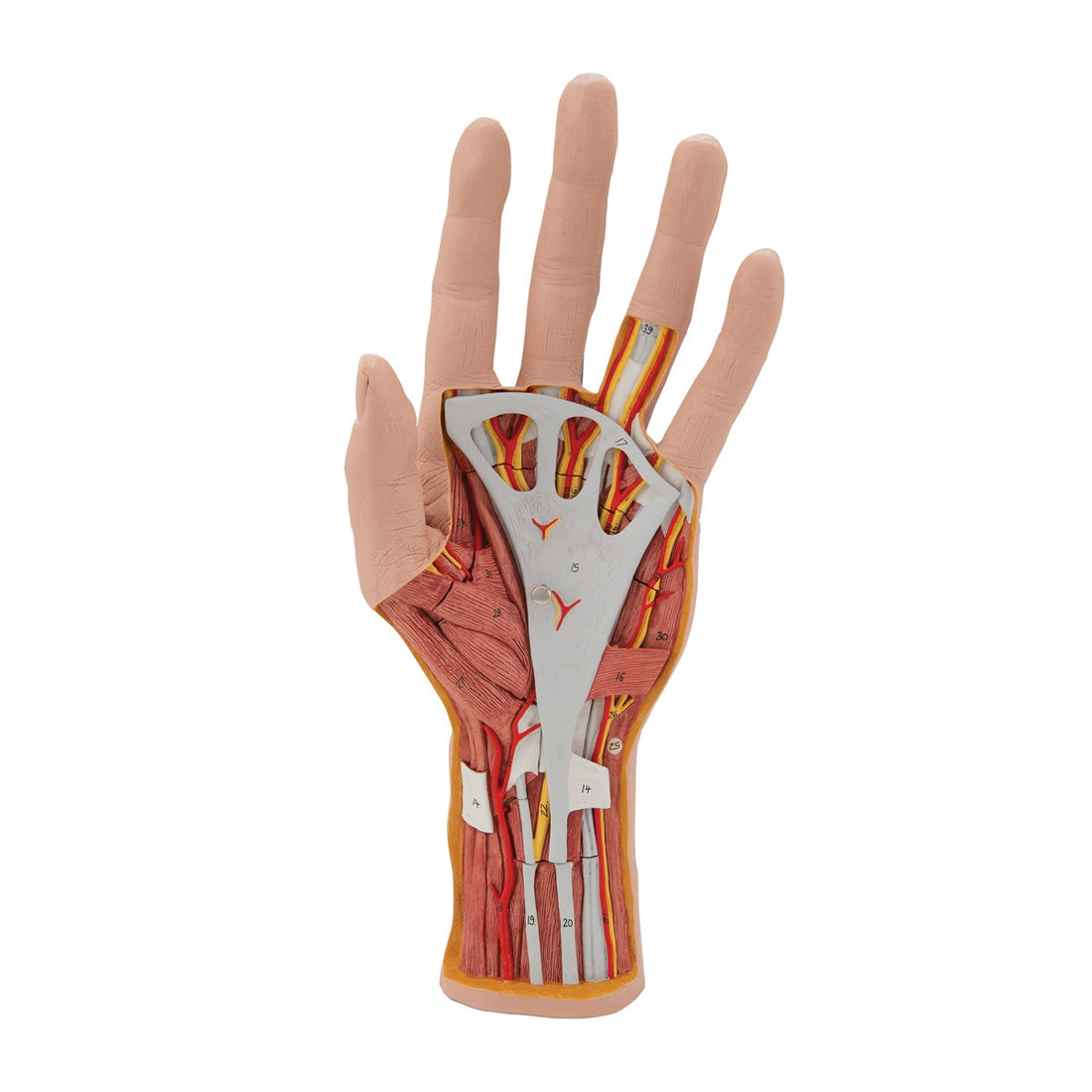 Internal Hand Structure Model (3 part) M18 / 1000349 | Hand Anatomy ...