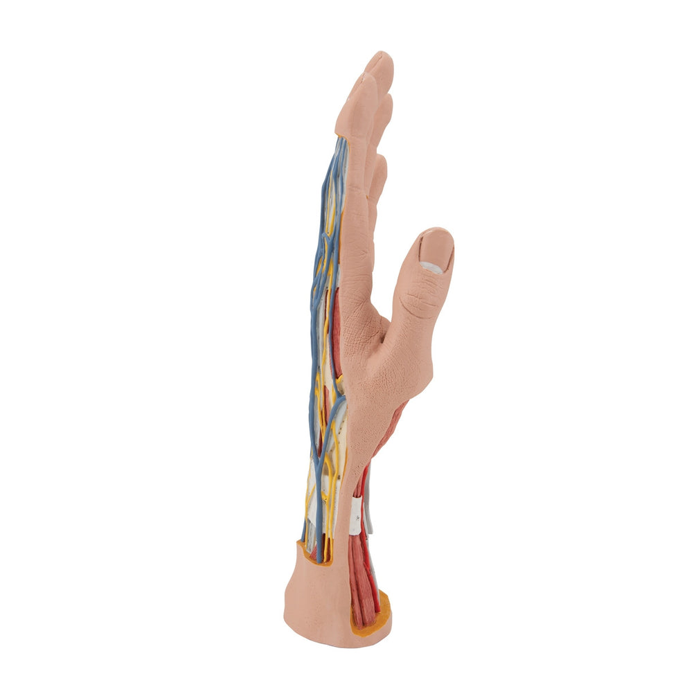 Internal Hand Structure Model (3 part) M18 / 1000349 | Hand Anatomy ...