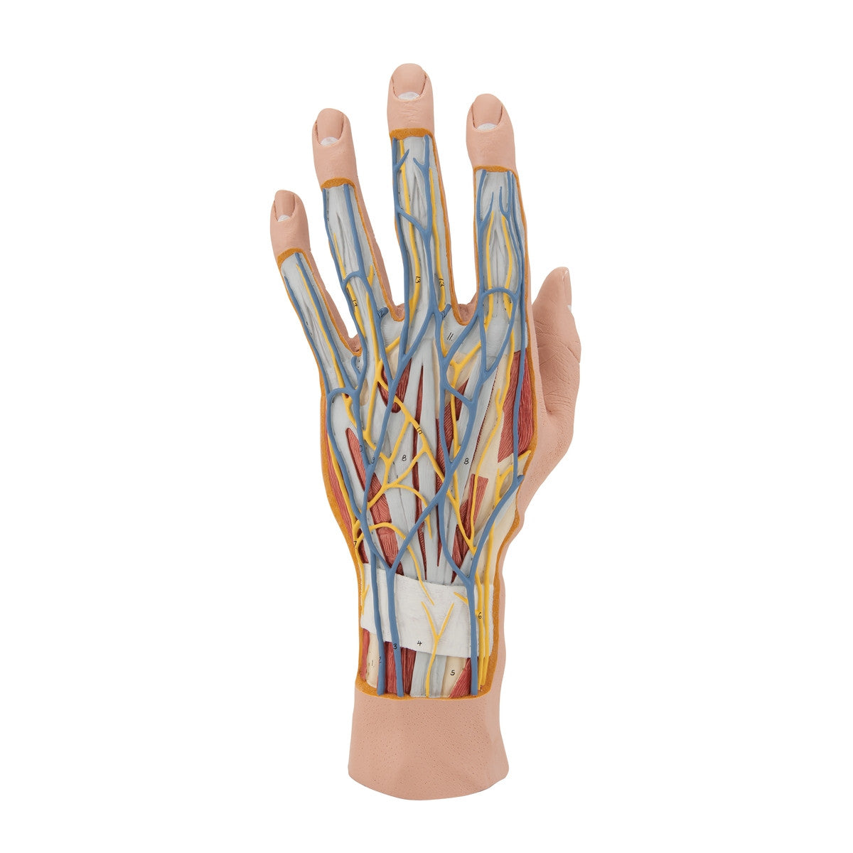 Internal Hand Structure Model (3 part) M18 / 1000349 | Hand Anatomy ...