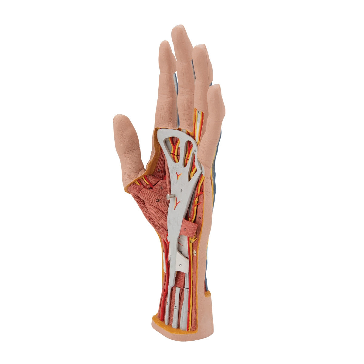 Internal Hand Structure Model (3 part) M18 / 1000349 | Hand Anatomy ...