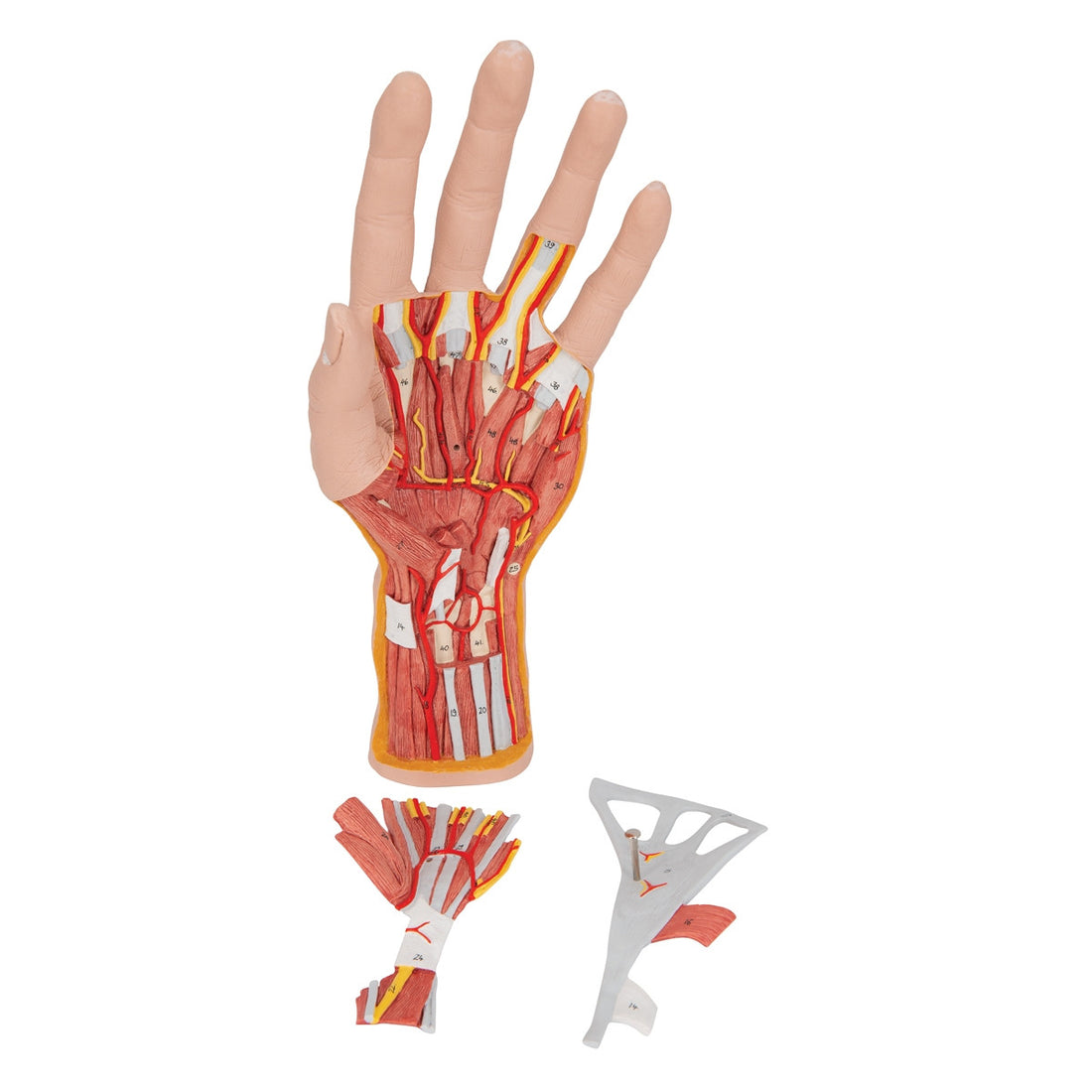 Internal Hand Structure Model (3 part) M18 / 1000349 | Hand Anatomy ...