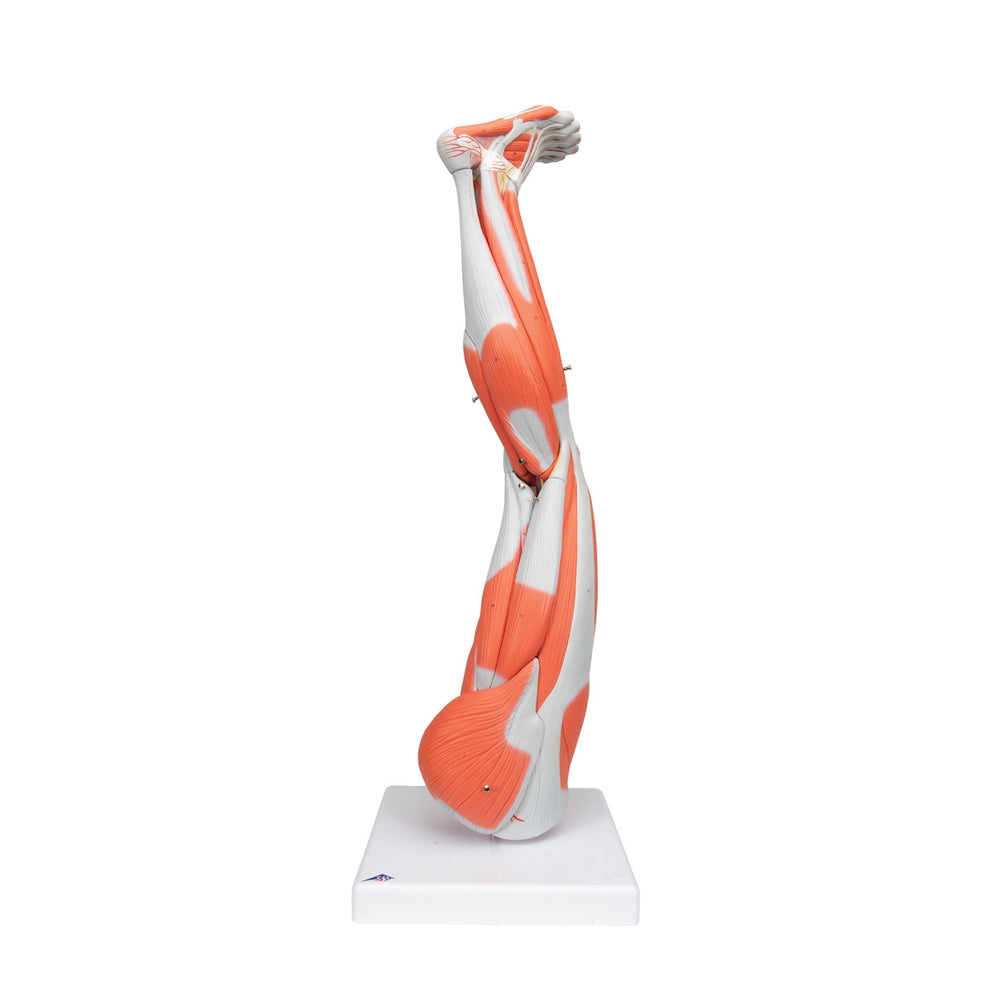 Leg Muscle Model M20 / 1000351 | Lower Limb Musculature | 3B Scientific ...